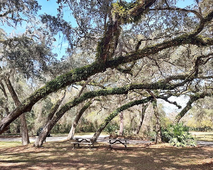Picnic area: Dining al fresco reaches peak perfection under these gnarled oak sentinels &ndash; nature's own five-star restaurant with unlimited ambiance.