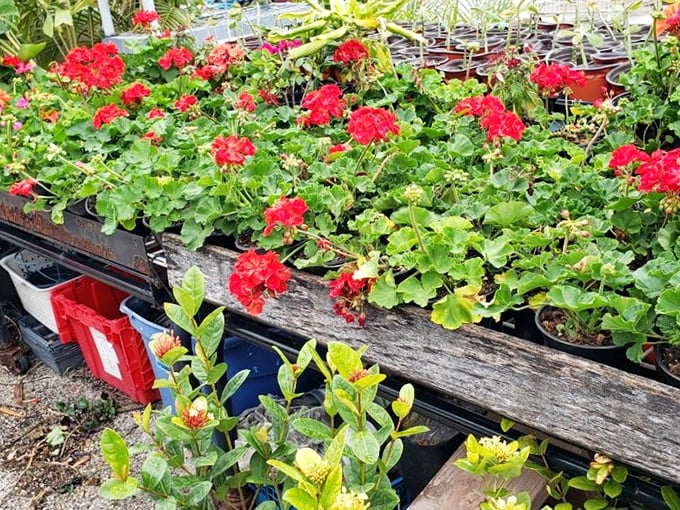 Vibrant geraniums and garden plants offer instant curb appeal &ndash; no green thumb required!
