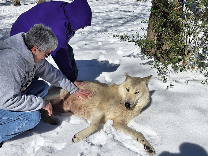 Winter brings a special magic to wolf encounters, as these cold-weather natives truly come alive in the rare Florida snow.