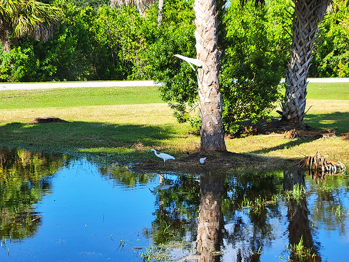 The pond&rsquo;s calm, clear waters set the scene for a magical transformation, when millions of microscopic organisms make the surface glow with living light.