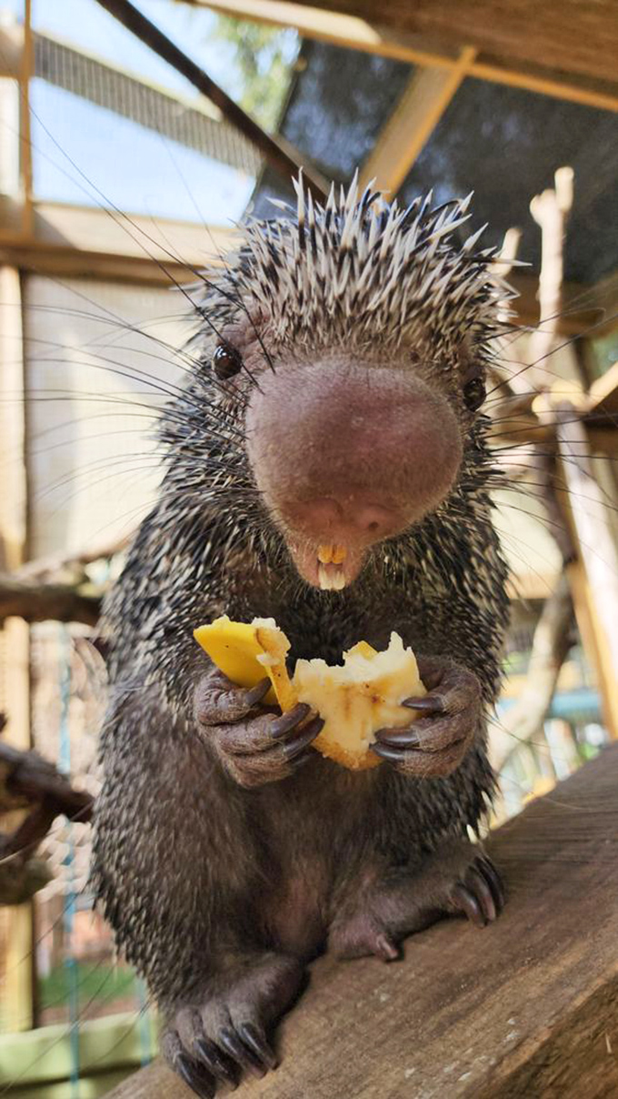 This prehensile-tailed porcupine munches contentedly on fruit, demonstrating the diverse diet provided to the sanctuary's animals.
