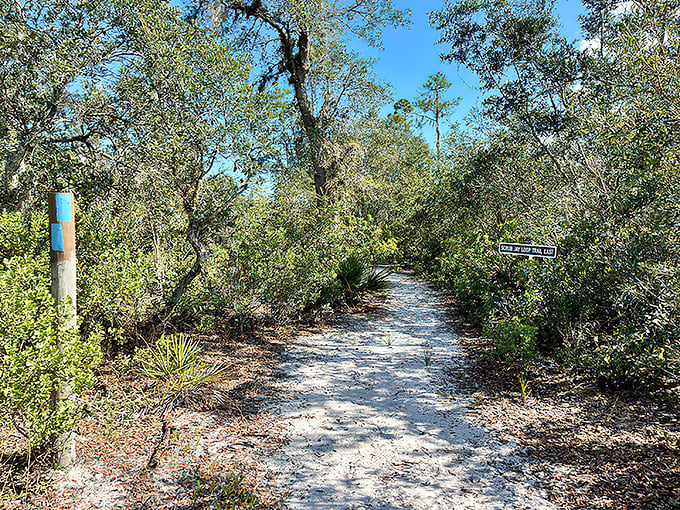 White sand footpaths create nature's own yellow brick road, leading adventurers through Florida's most endangered ecosystem.