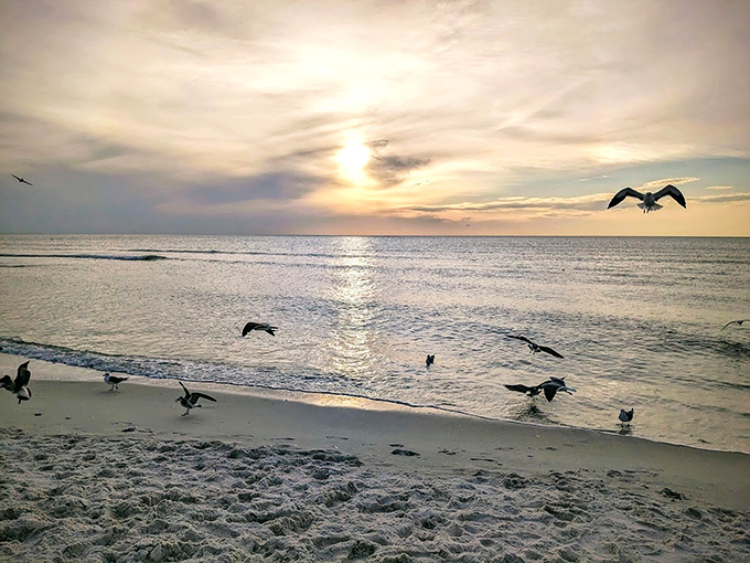 Nature's evening ritual: Seabirds gather at dusk, turning shoreline feeding into an elegant ballet of wings and water.