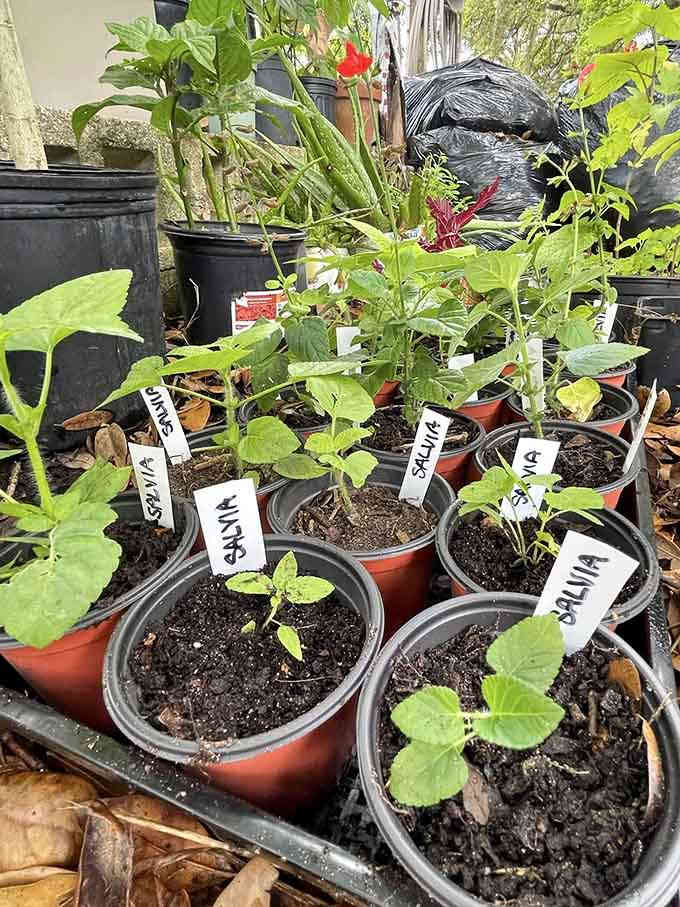 10. seminole heights community gardens salvia