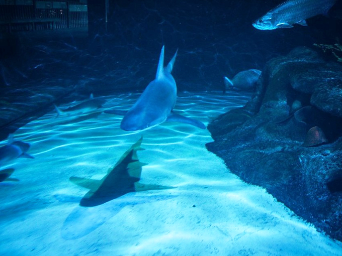 A shark cruises through the predator tank, its sleek profile a reminder of 400 million years of evolutionary perfection.