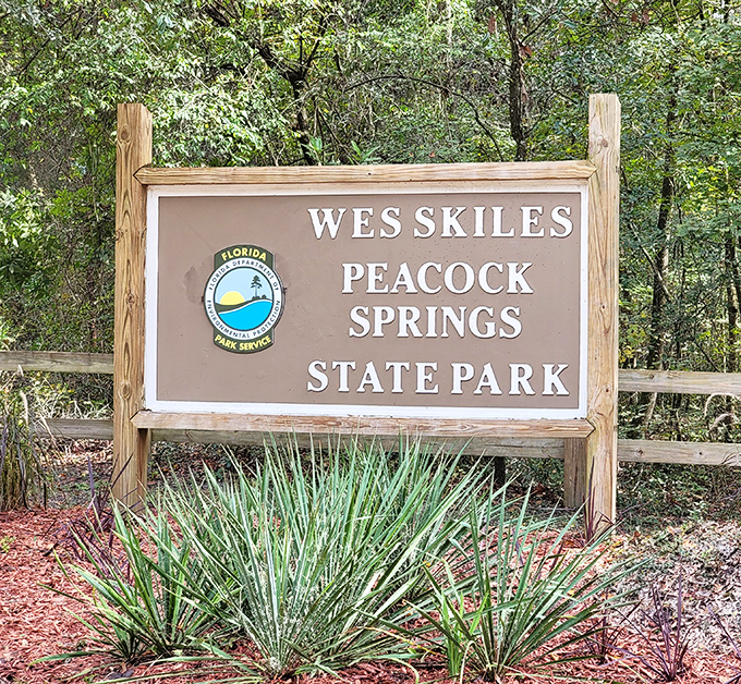 The official welcome sign stands like a promise of adventure&mdash;Wes Skiles Peacock Springs State Park isn't just a destination, it's an invitation to explore.