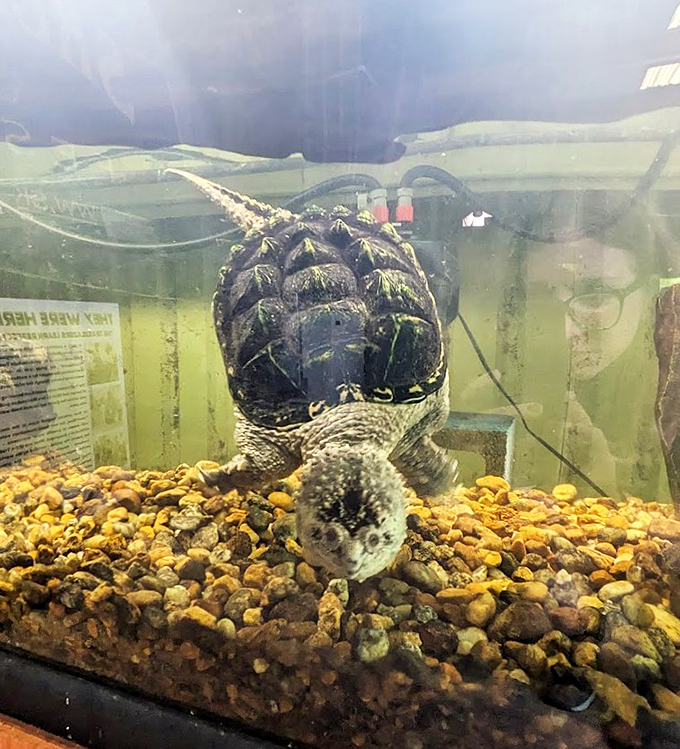 This snapping turtle might look grumpy, but wouldn't you be if tourists kept asking if you've seen the neighborhood Skunk Ape?