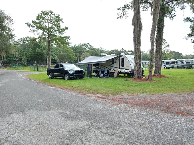 RV camping at Spirit of the Suwannee Music Park offers outdoor enthusiasts comfortable accommodations under towering pine trees.