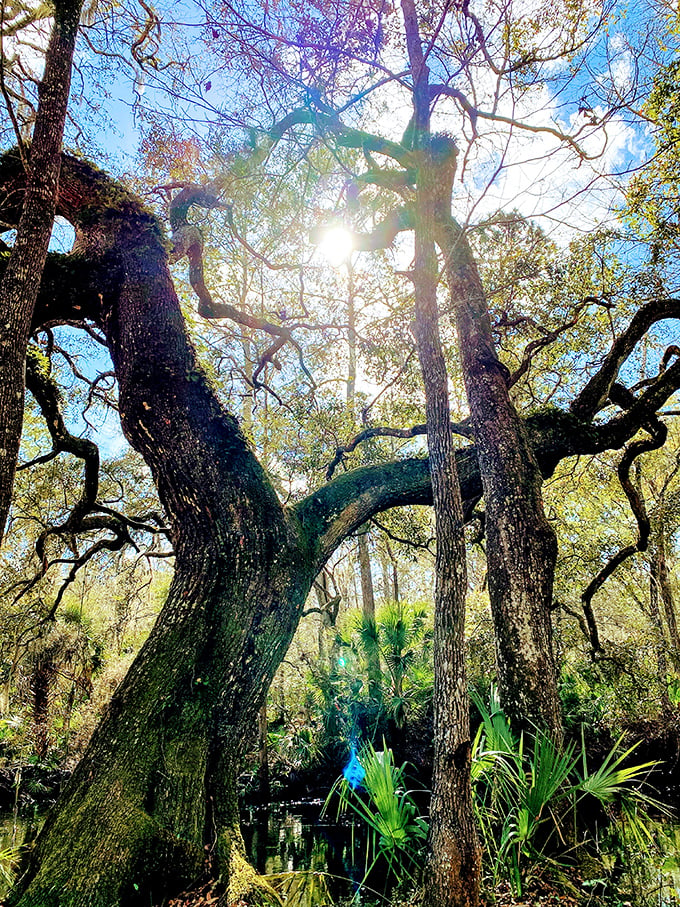 Sunlight filters through ancient branches, creating a cathedral-like atmosphere where nature and history perform their slow dance.