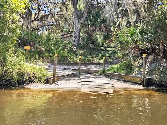 The creek's tea-colored water reflects the surrounding forest like a mirror, creating a scene that cameras never quite capture properly.