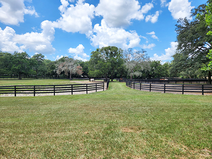Sprawling paddocks under Florida skies create the perfect stage for these majestic performers to showcase their natural grace and beauty.