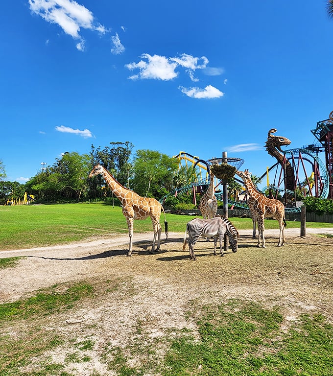 Wild hearts and wild animals: Waterbucks pause in their grazing, alert yet calm, showcasing the diversity of species in this carefully curated ecosystem.