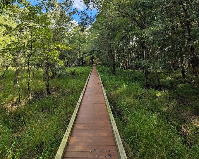 Nature's invitation to wander &ndash; a wooden pathway that promises adventure with every plank and possibility.
