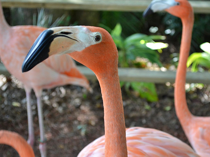 The flamingo welcoming committee assembles, ready to inspect visitors with their characteristic blend of curiosity and indifference.