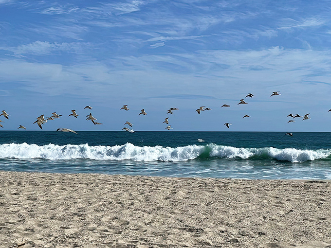 Birds in formation skim the water's surface &ndash; nature's aerobatics team showing off their perfect synchronization.