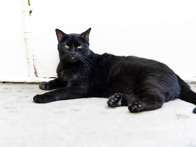 This noir-worthy black cat looks like it stepped straight out of a Hemingway short story, mysterious and slightly judgmental.