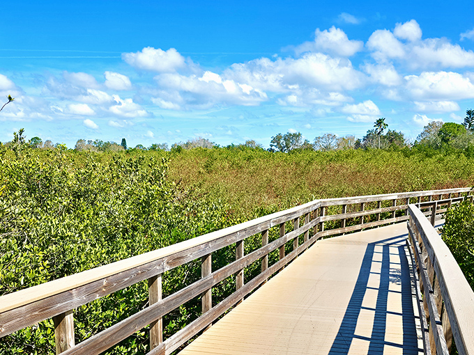 Nature's elevated highway: The boardwalk trail invites visitors to explore Florida's delicate ecosystem without leaving footprints &ndash; just memories and maybe a few photos.