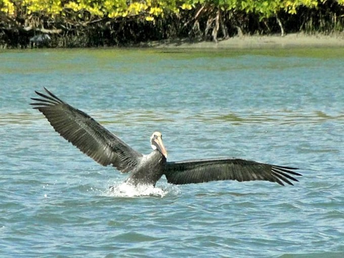 A brown pelican demonstrates its spectacular diving technique, a fishing method perfected over millions of years of evolution.