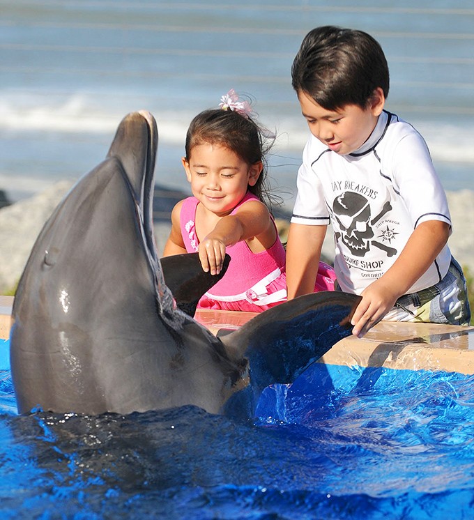 Small hands meet smooth dolphin skin in a gentle encounter that plants seeds of conservation in young hearts more effectively than any classroom lesson.
