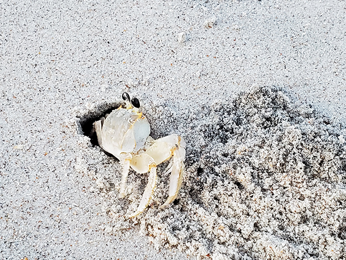 "Excuse me, coming through!"&mdash;a ghost crab makes its hasty exit, leaving tiny footprint constellations across the sand.