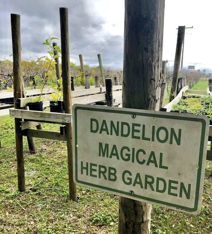 Beyond wine, Bunker Hill nurtures a "Dandelion Magical Herb Garden," where sustainable growing practices extend to medicinal and culinary herbs.