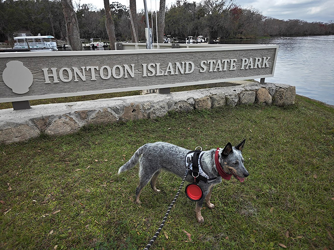 Island greeter: This four-legged visitor seems just as excited about Hontoon Island as you should be.