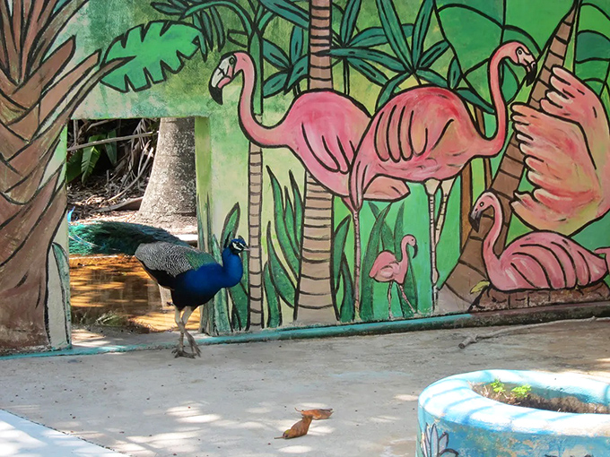 Vibrant flamingo murals bring splashes of color to the abandoned structures, as a peacock struts past in a perfect juxtaposition of art and reality.