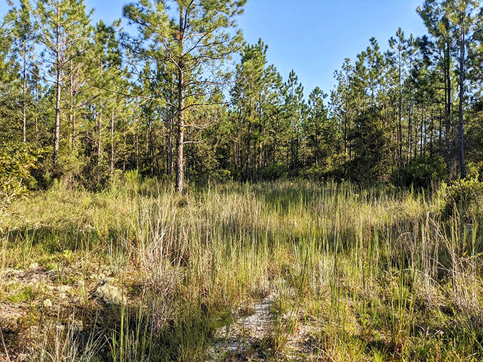 Sunlight over a peaceful clearing. Exploring the gorgeous pine flatwoods and nature trails in Belmore, Florida.