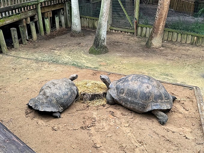 Slow and steady wins the race to survive millions of years! These ancient tortoises move with the unhurried confidence of creatures who measure lifespans in centuries.