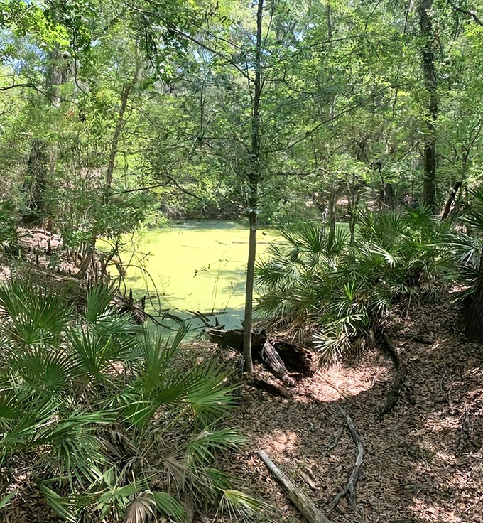 The river's distinctive green hue comes from natural tannins, creating a mirror-like surface that perfectly reflects the surrounding wilderness.