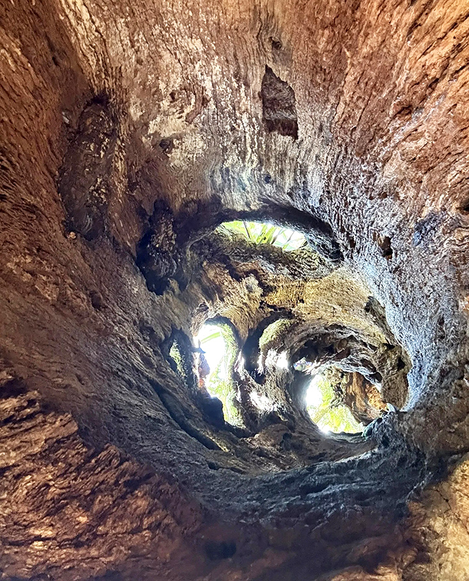 Nature's skylight: peering up through this hollow cypress is like gazing through a wooden telescope into another dimension.