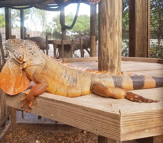 The iguana lounging like he just finished filing his taxes and decided to reward himself with some quality sunning time.