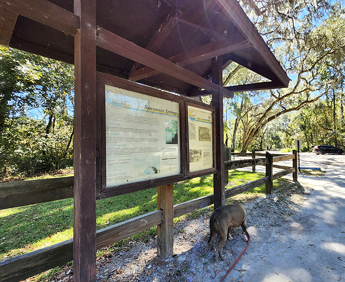 Educational signage provides context for visitors, while local wildlife casually makes appearances, unimpressed by human attempts at documentation.