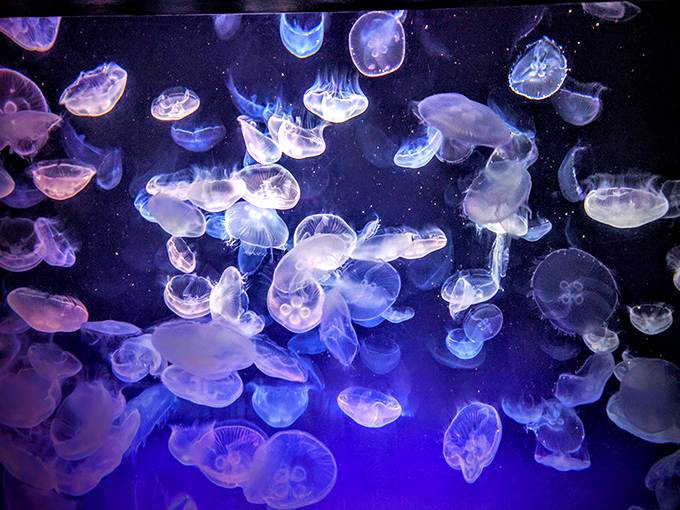 Jellyfish drift like living lava lamps, their hypnotic pulsing movements proving that sometimes the simplest creatures create the most mesmerizing displays.
