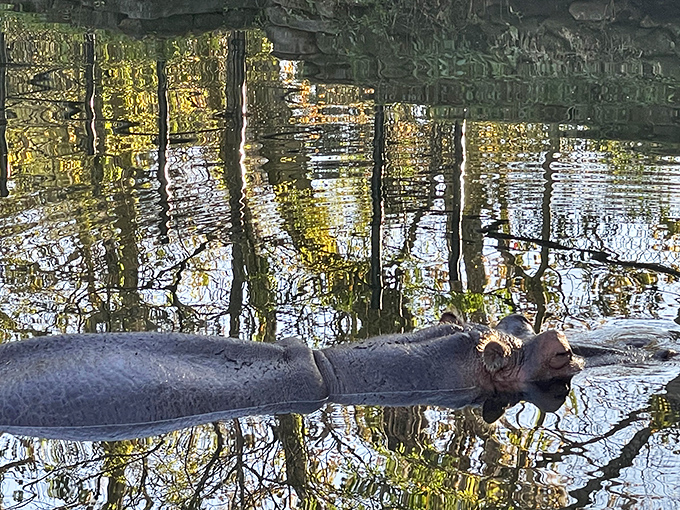 Lu the hippo: Florida's only resident with both state citizenship and a snout that could swallow your selfie stick.
