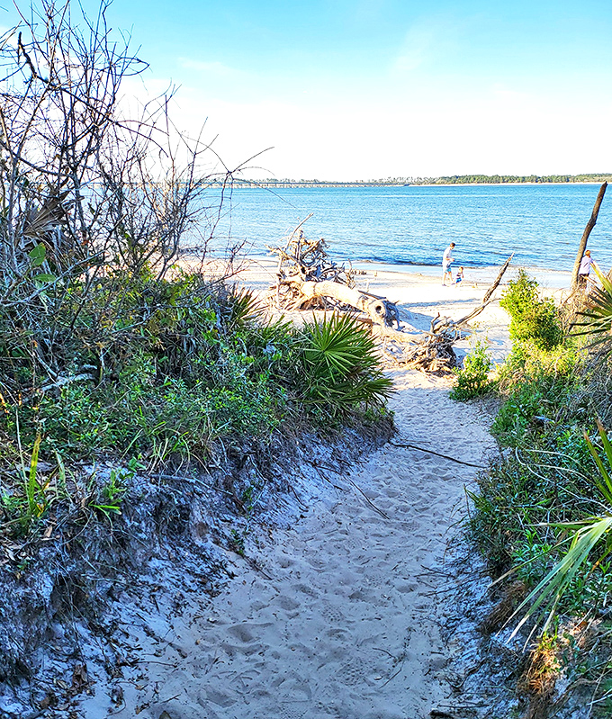 Sandy pathways carved by countless footsteps lead through coastal vegetation to the beach's skeletal treasures beyond.