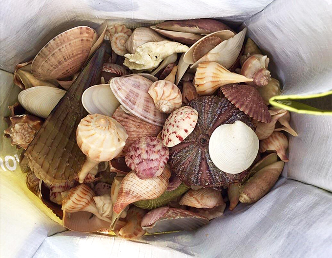 Beach treasure hunting yields better results than any gift shop – each shell tells a story of life in the Gulf's azure waters.