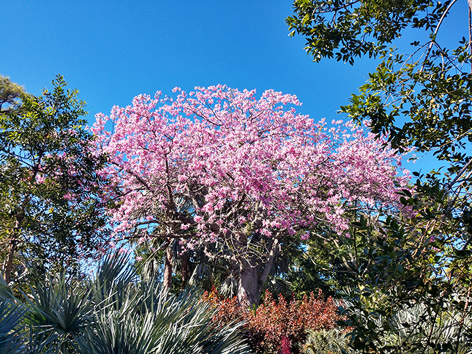 The silk floss tree explodes with pink blossoms against a perfect blue sky &ndash; nature showing off its own version of fireworks.