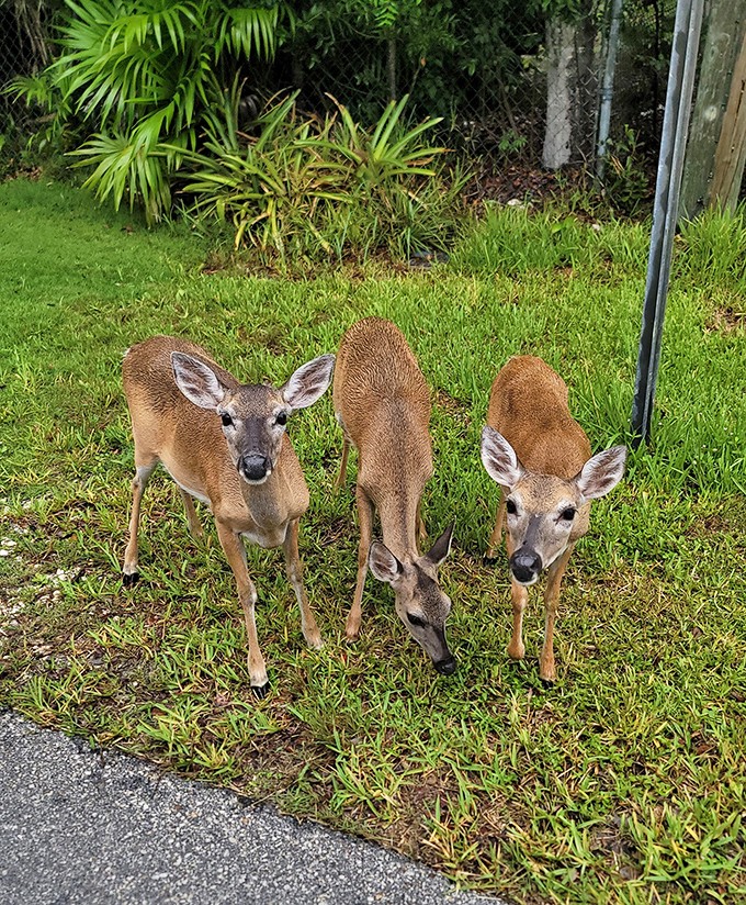 These adorable deer could win any cuteness contest &ndash; standing barely knee-high with expressions that say "we own this place."