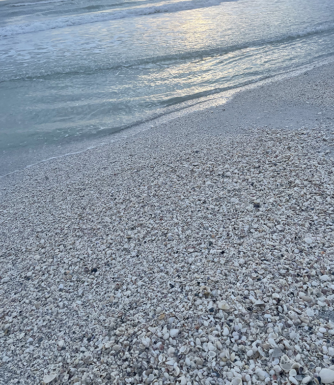 Nature's mosaic: Thousands of tiny shells create a natural carpet along Keewaydin's shoreline, a treasure hunter's paradise.