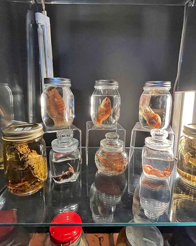 Fish suspended in formaldehyde &ndash; tiny astronauts in a liquid universe. Science meets art meets "maybe don't look at this right before lunch."