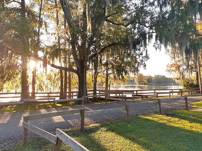 Golden hour transforms the park into a painter's dream, with sunlight filtering through Spanish moss and creating patterns that no camera truly captures.