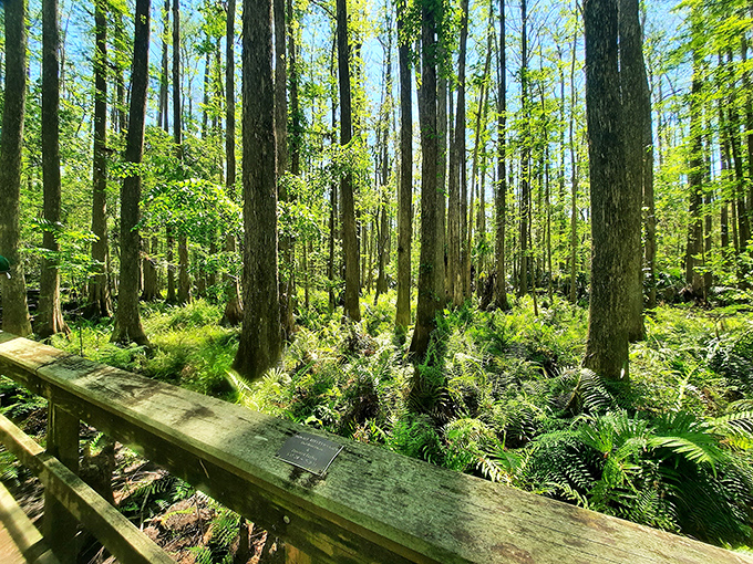 Towering trees create nature's cathedral, their straight trunks like columns supporting a ceiling of green, dappled with heavenly light.