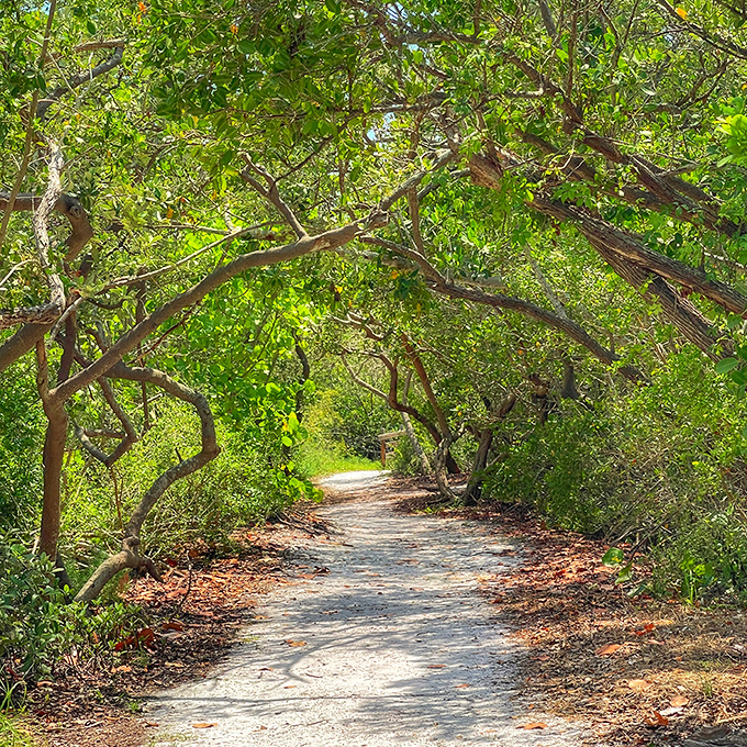 This winding trail through sun-dappled greenery feels like walking through a scene that rejected Photoshop enhancements for natural perfection instead.