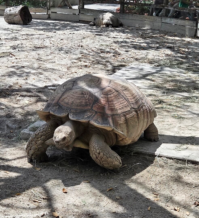With prehistoric presence and deliberate movements, this tortoise carries centuries of evolutionary success on its patterned shell.