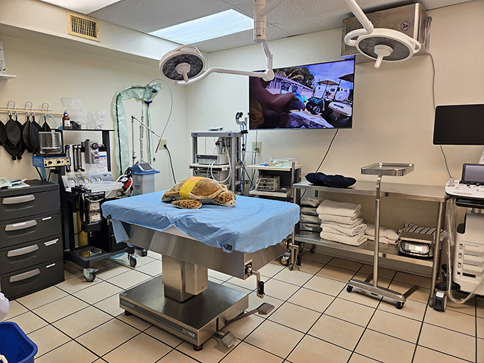 The operating room rivals human hospitals, with specialized equipment adapted for shell-bearing patients whose anatomy presents unique surgical challenges.