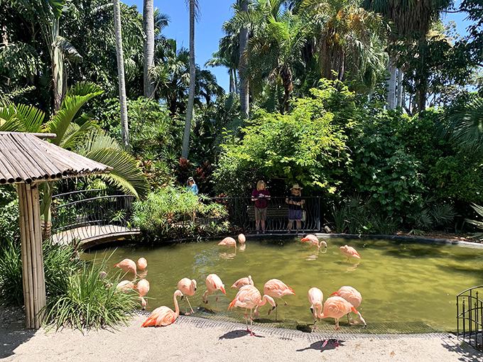 Visitors pause at the flamingo exhibit, experiencing the unique joy of watching birds that look like they were designed by someone who loves pink markers.