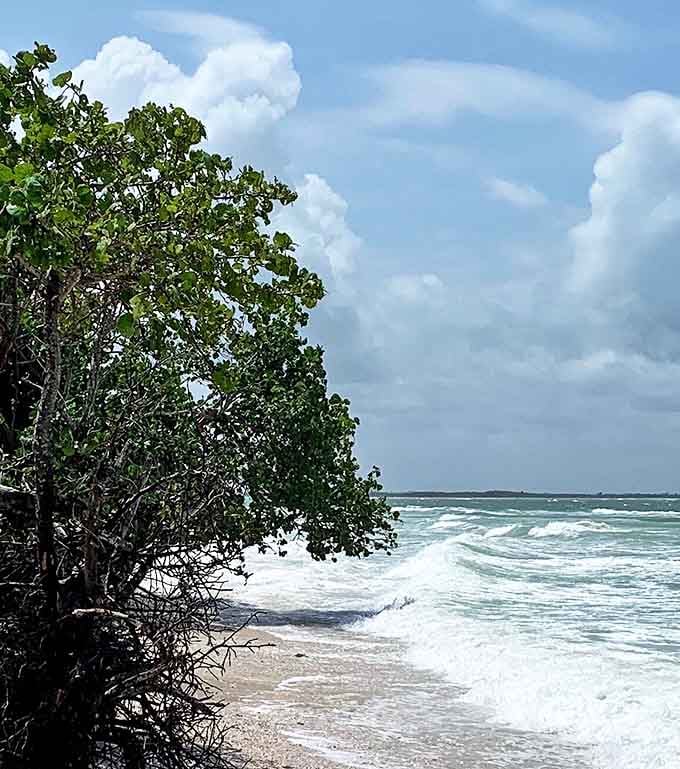 Where mangrove meets ocean, waves create nature's own percussion section against the shoreline's sandy stage.