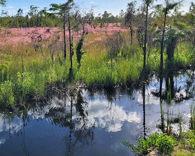 Pink and green create nature's watercolor palette in this seasonal wetland display that changes with each passing month.