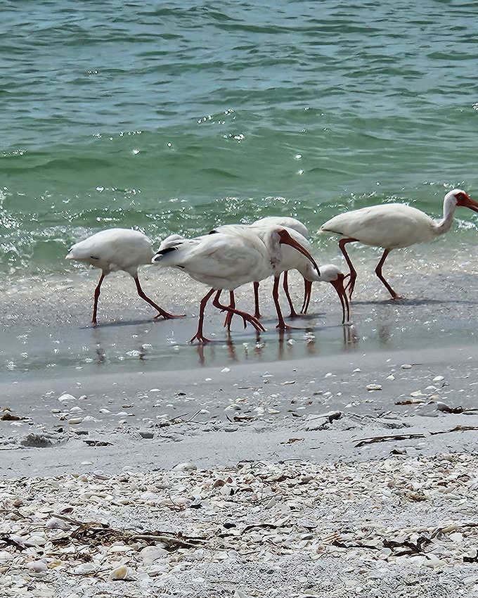 White ibises patrol the shoreline like feathered detectives, their curved bills probing for tiny crustaceans hiding in the wet sand.